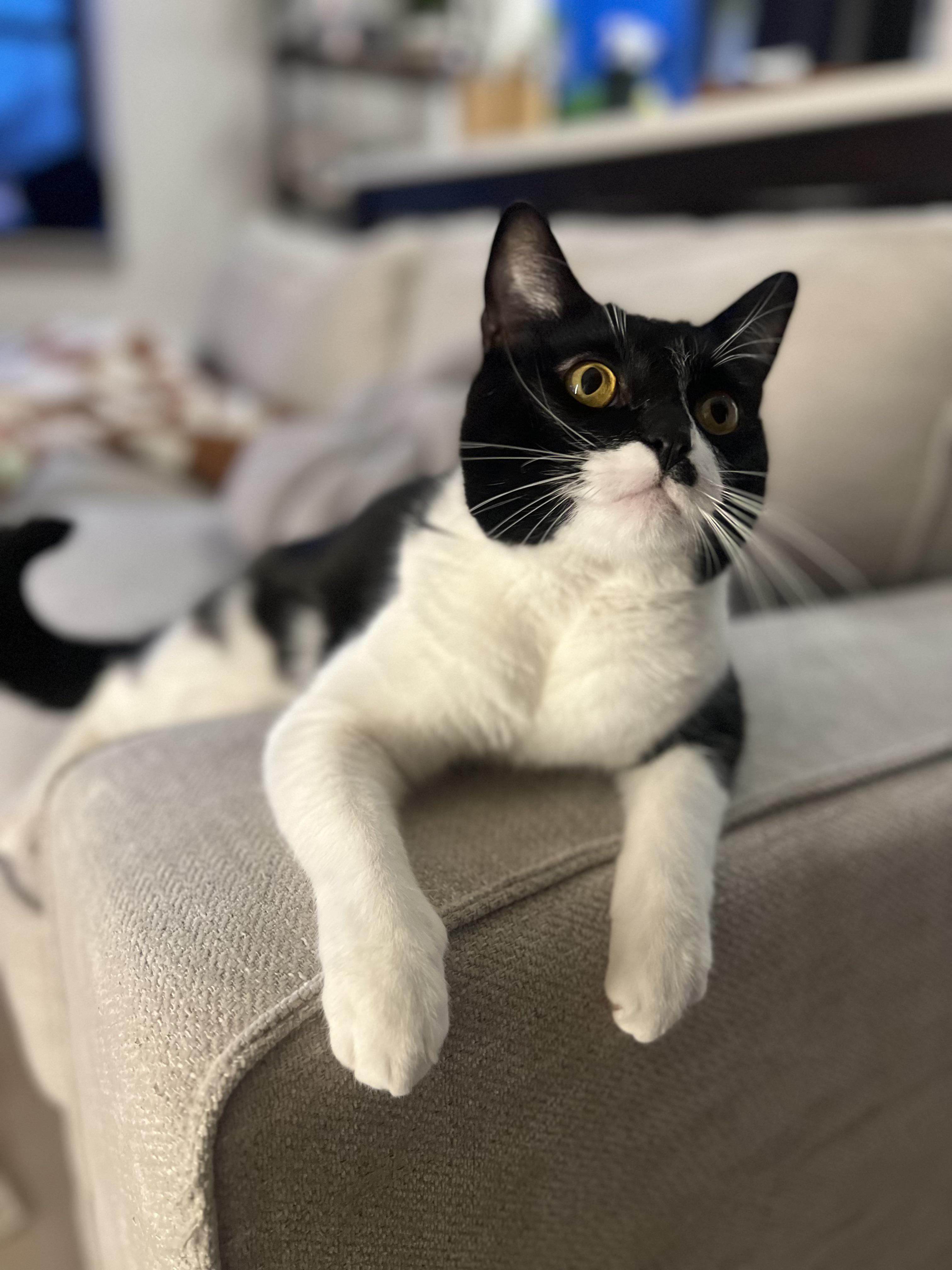 Meet Lestat, but he identifies as "Bubba Boy" | Scrolller