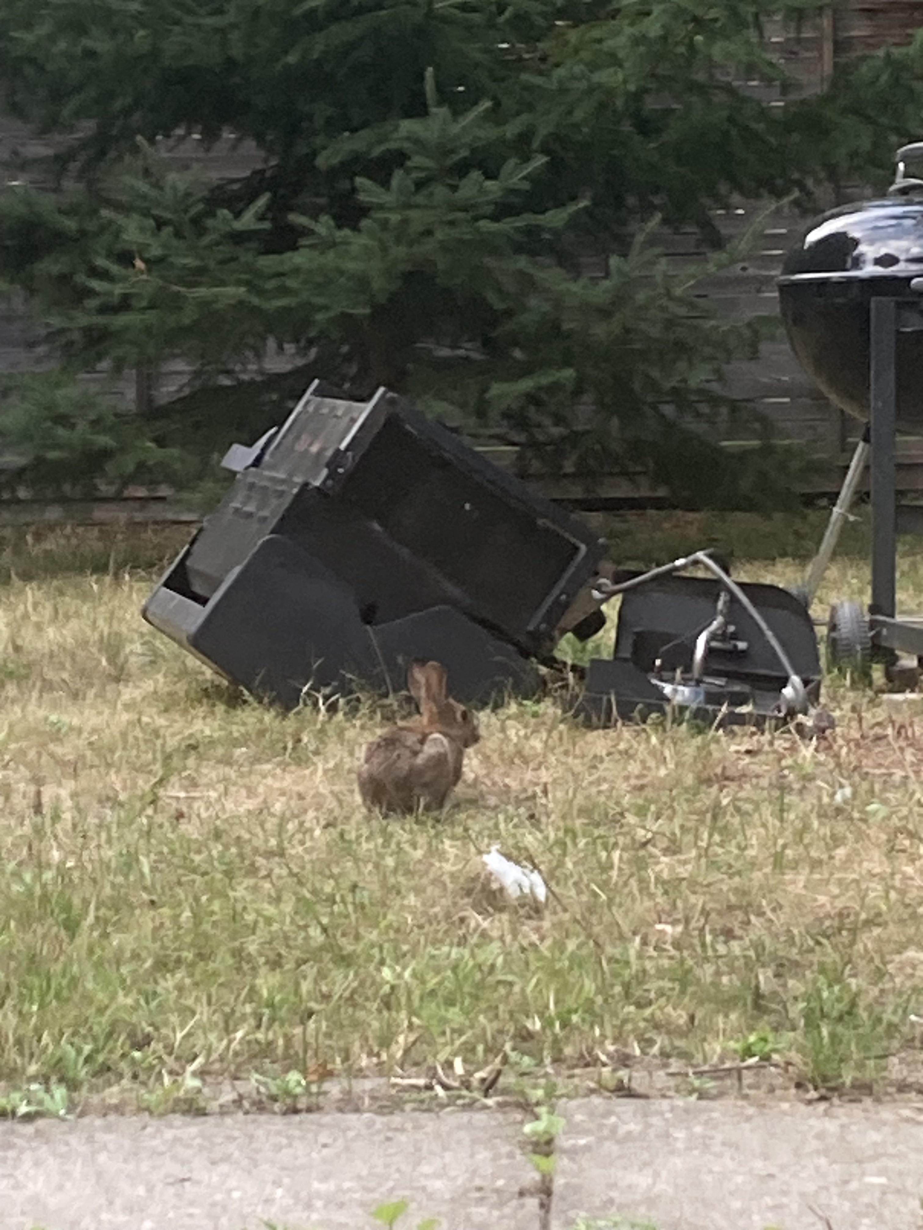 Wild Bnuuy in my yard | Scrolller