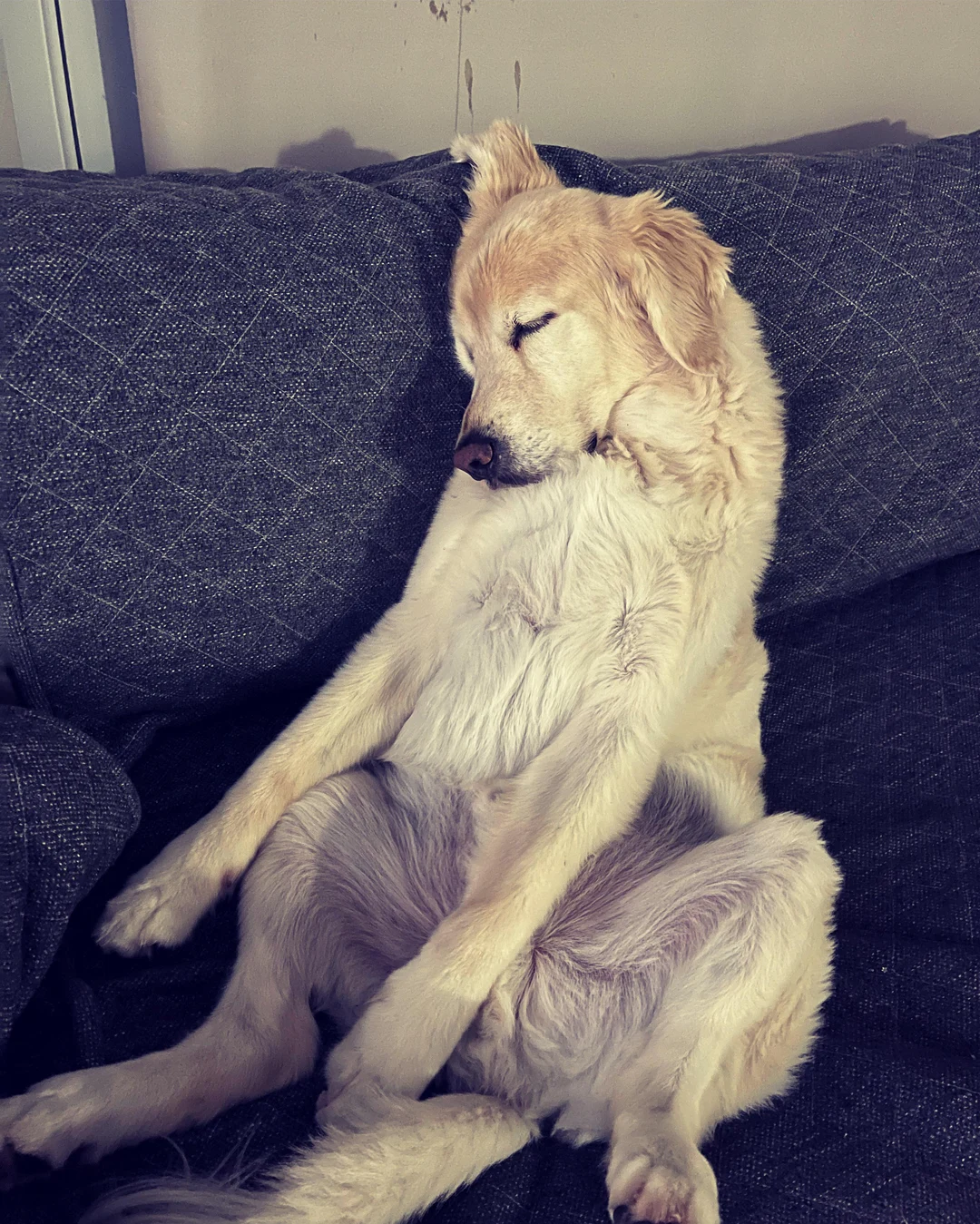 Thinks he’s a person - been a ruff day 😂😂 | Scrolller