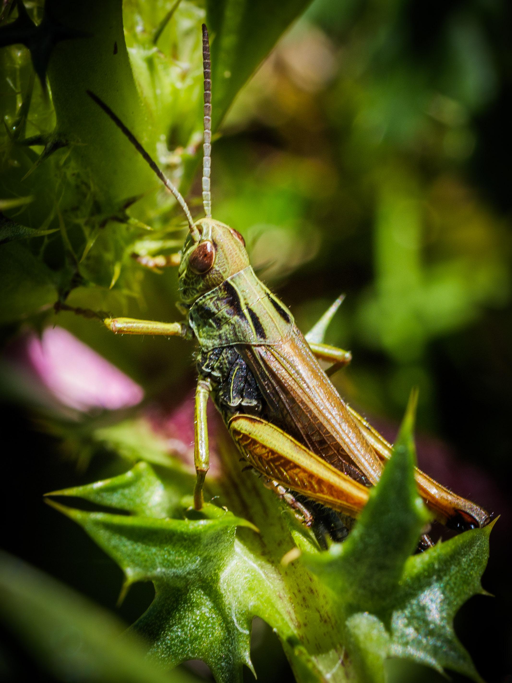A Grasshopper | Scrolller