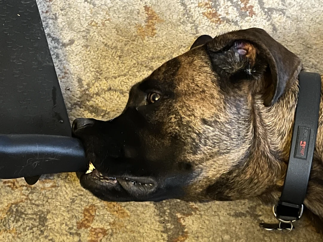 Show me your derpy dogs. | Scrolller