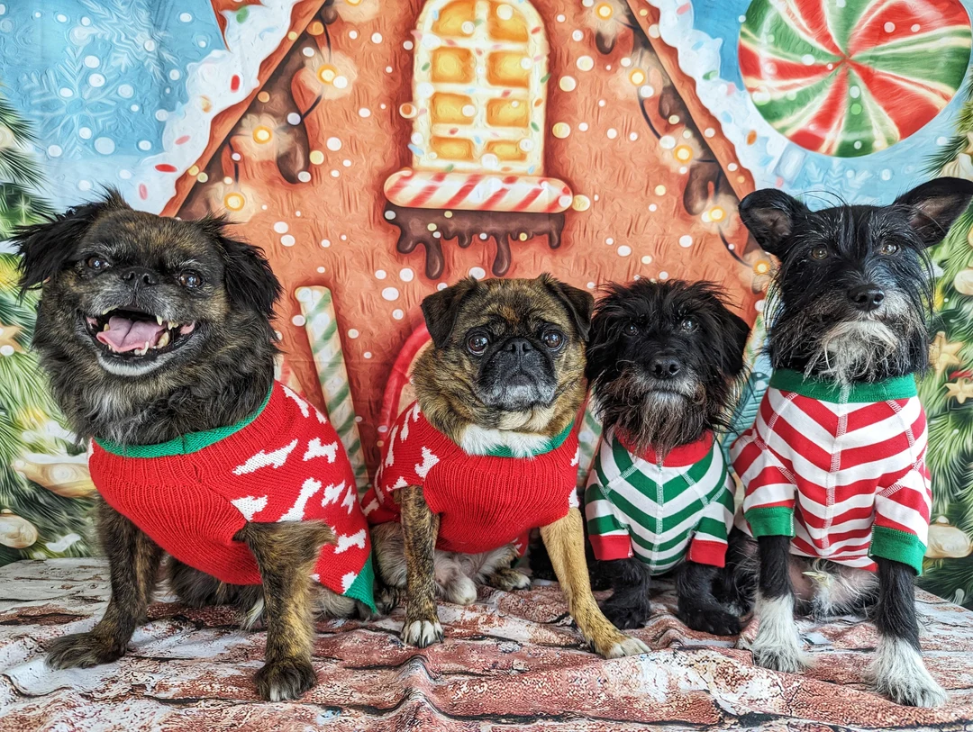 One of Four | Scrolller