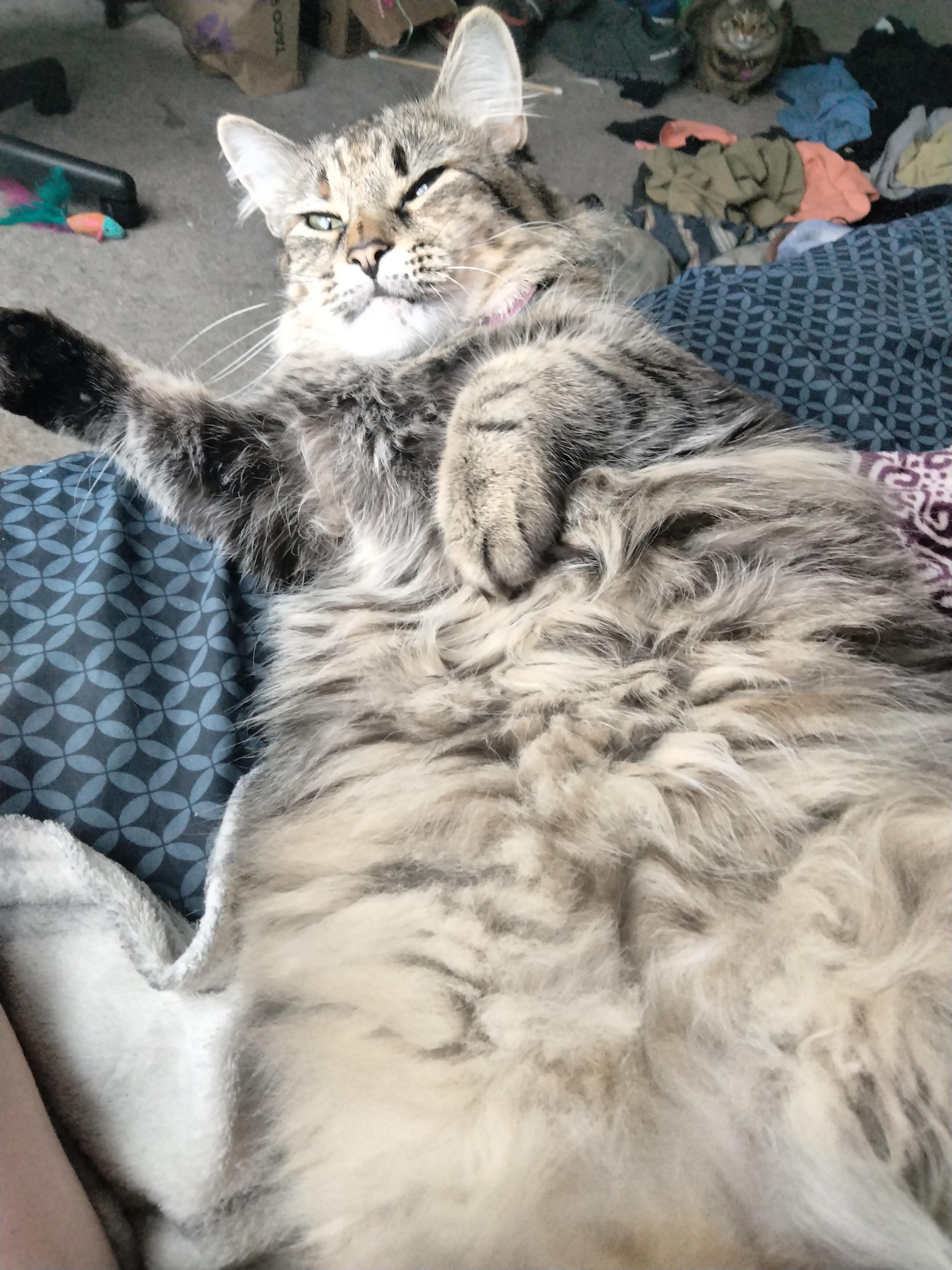 Floofy belly | Scrolller