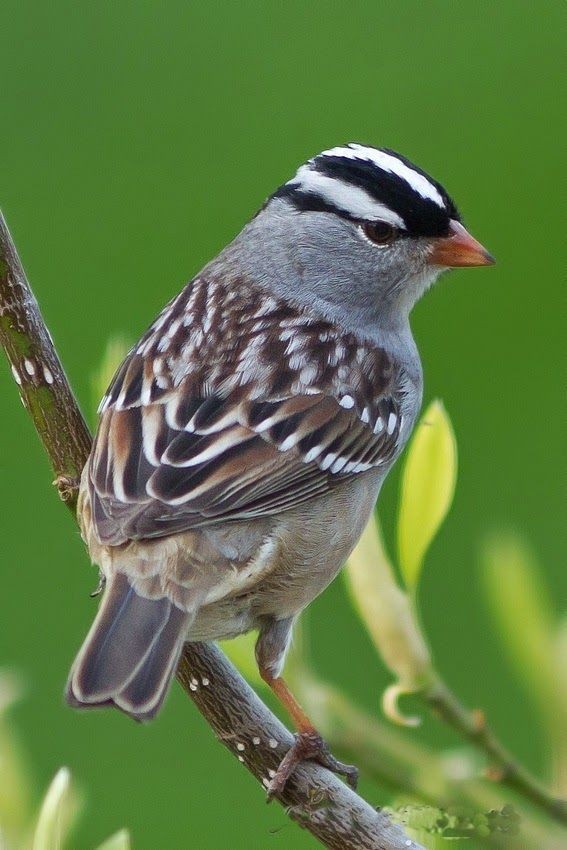 White Crowned Sparrow | Scrolller