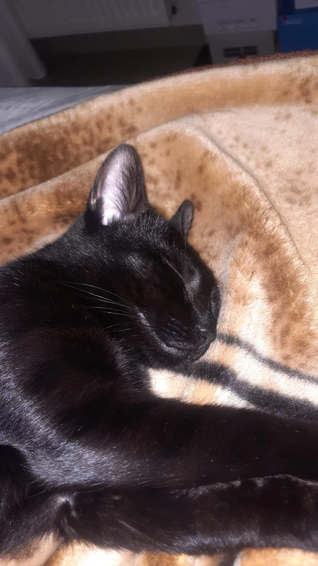 just sleeping | Scrolller