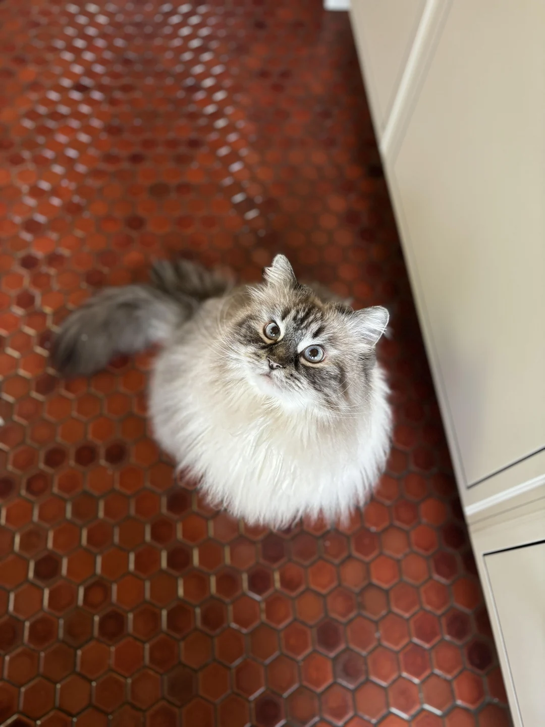 My handsome mister | Scrolller