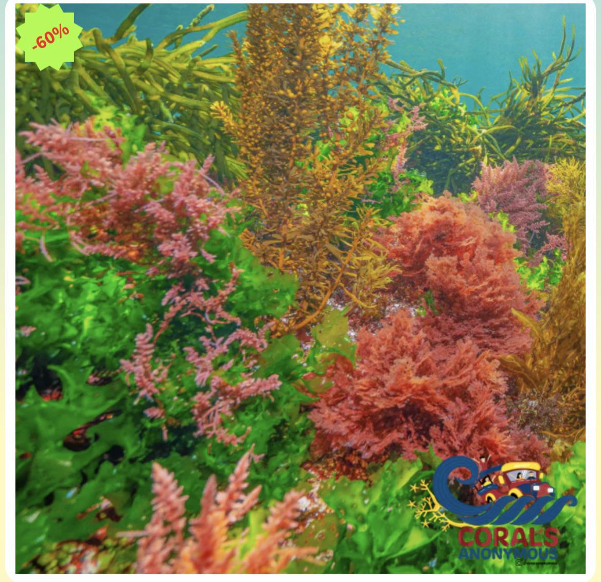 Macro algae advice please? | Scrolller