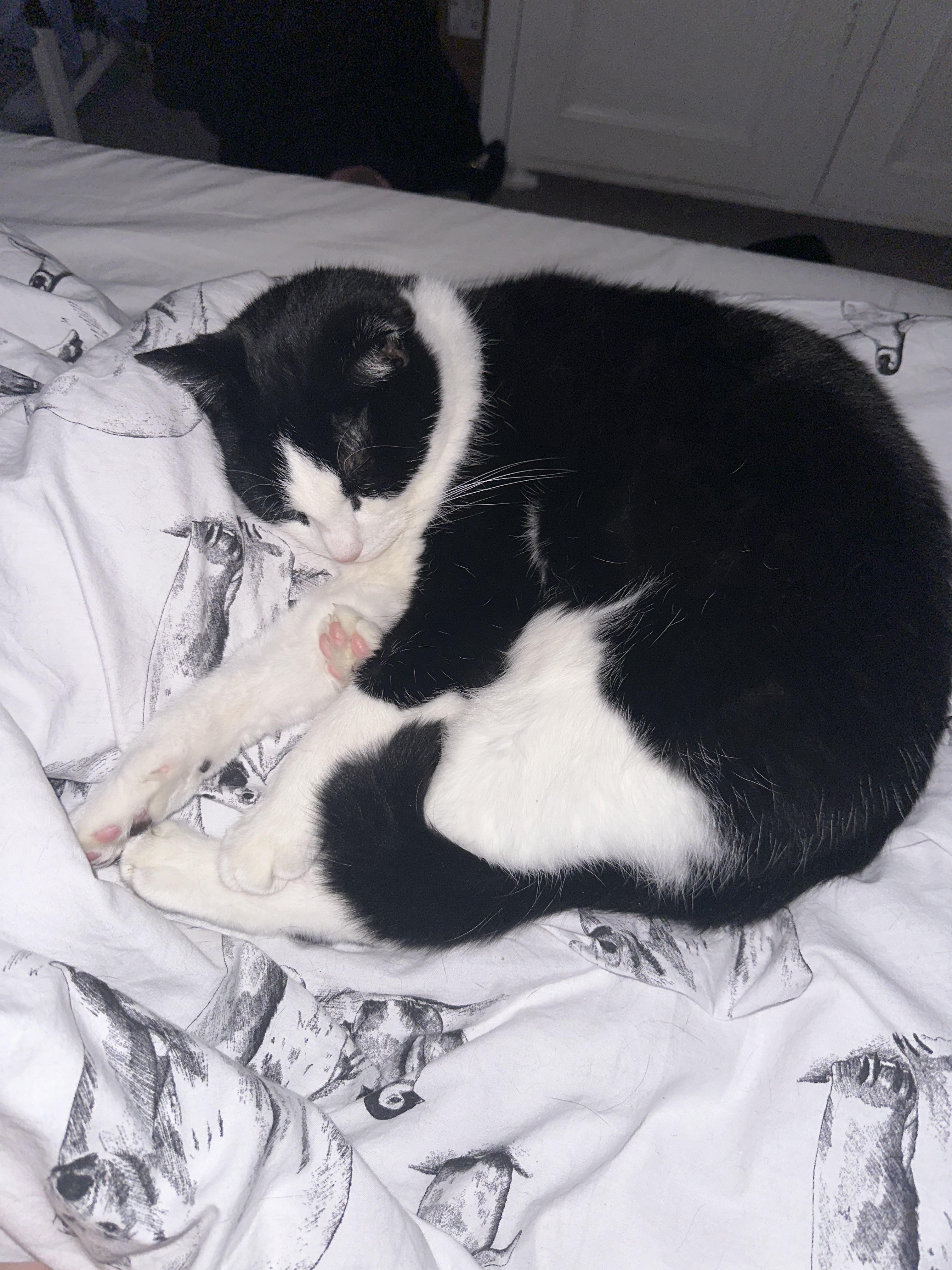 Discover more like TuxedoCats: Toebeans and Related Content | Scrolller