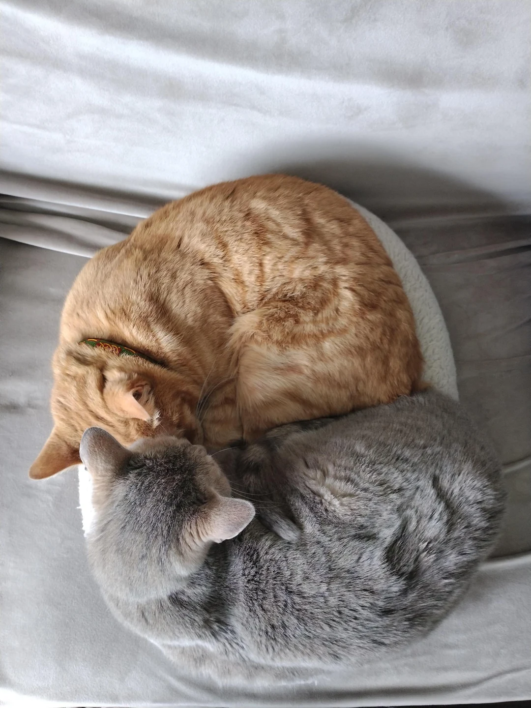 Finn and Ranger 🐈 🐈 | Scrolller