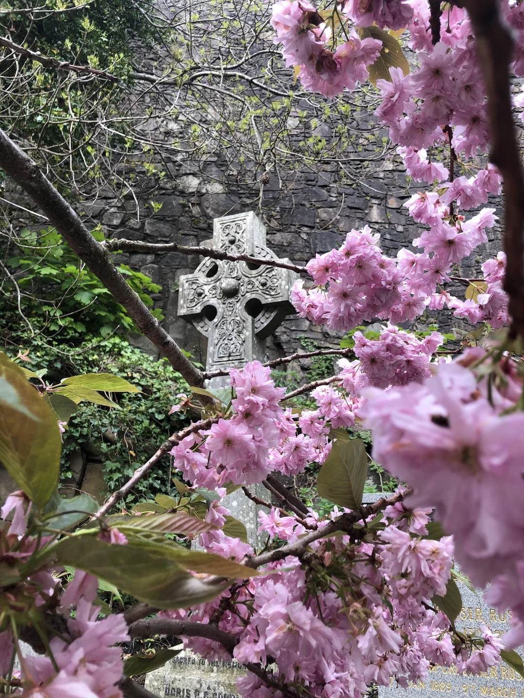 Celtic cross blooms in spring | Scrolller