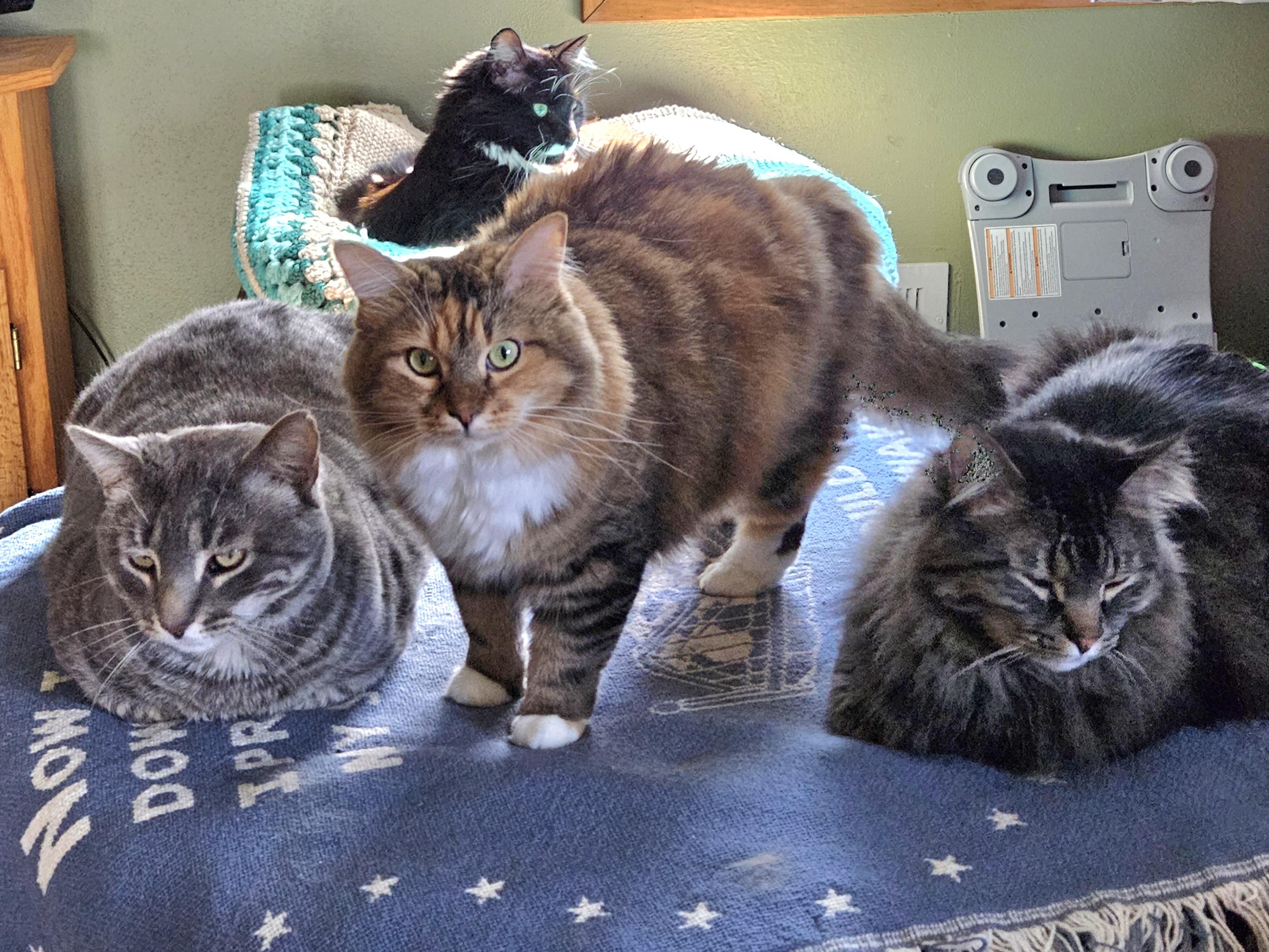 Startled Jelly with her brothers | Scrolller