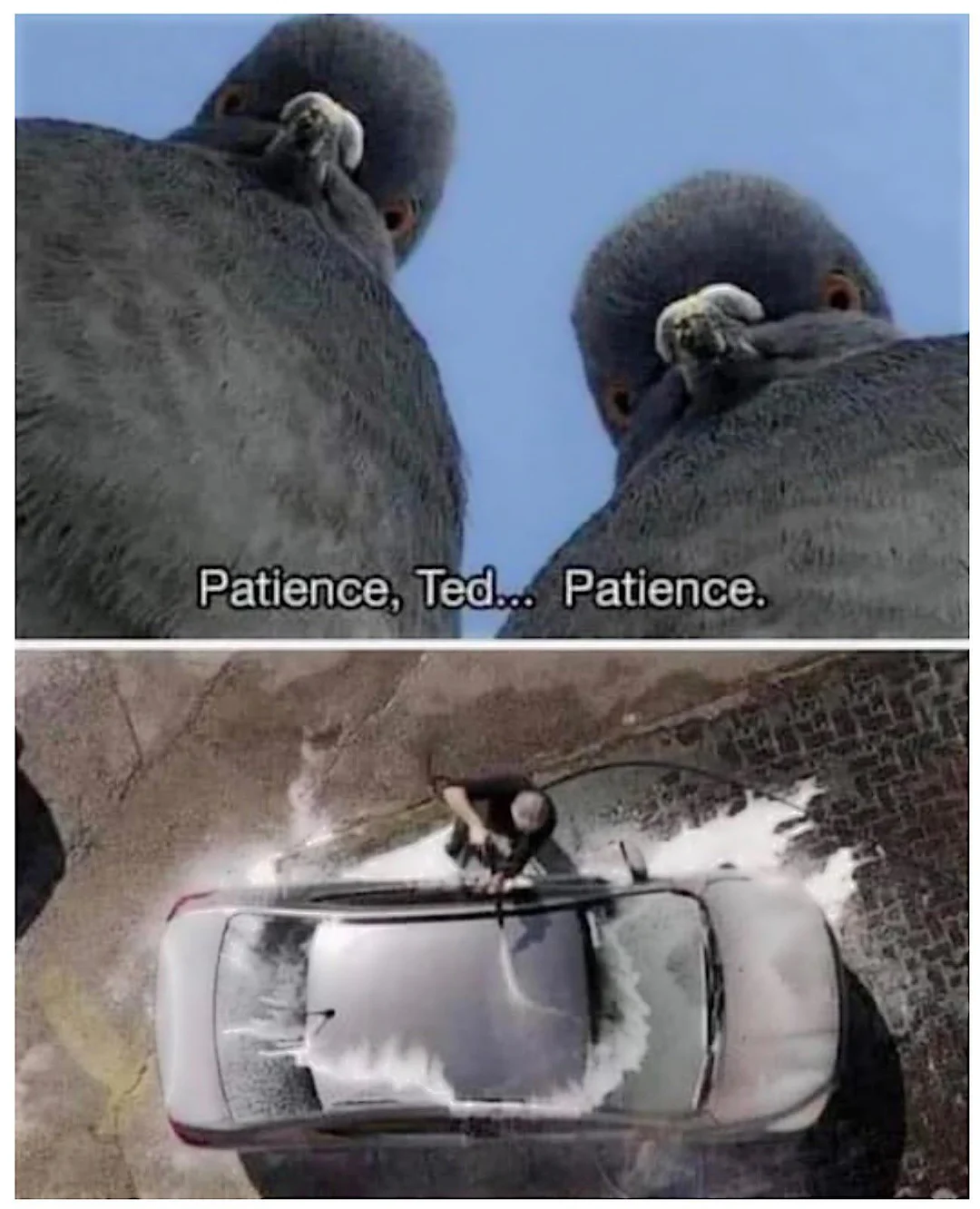 Patience Ted… Patience | Scrolller