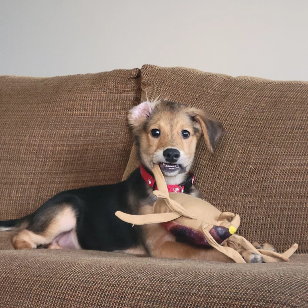 Hades the rescue pup and goofball | Scrolller