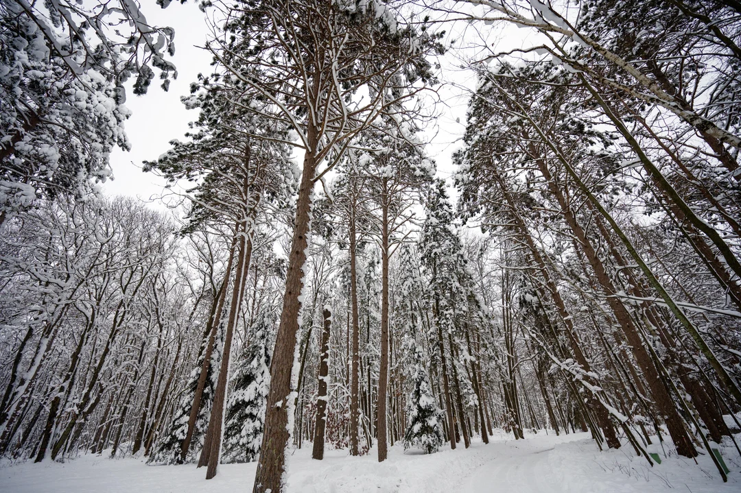 Fresh snowfall in the Wisconsin woods | Scrolller