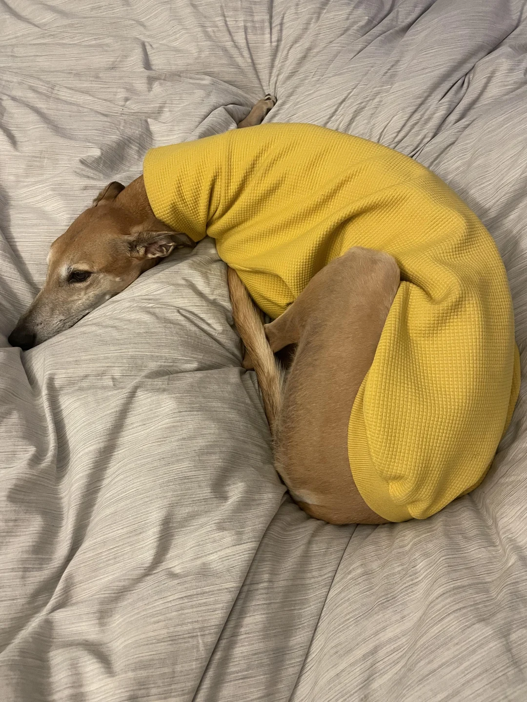 Looking for input | Scrolller