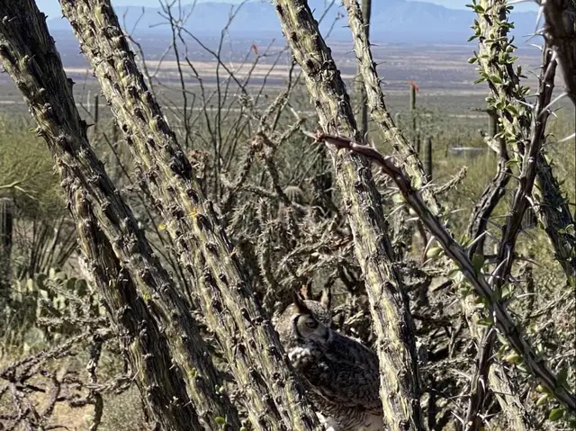 Great horned owl chilling in cacti - Tucson AZ | Scrolller