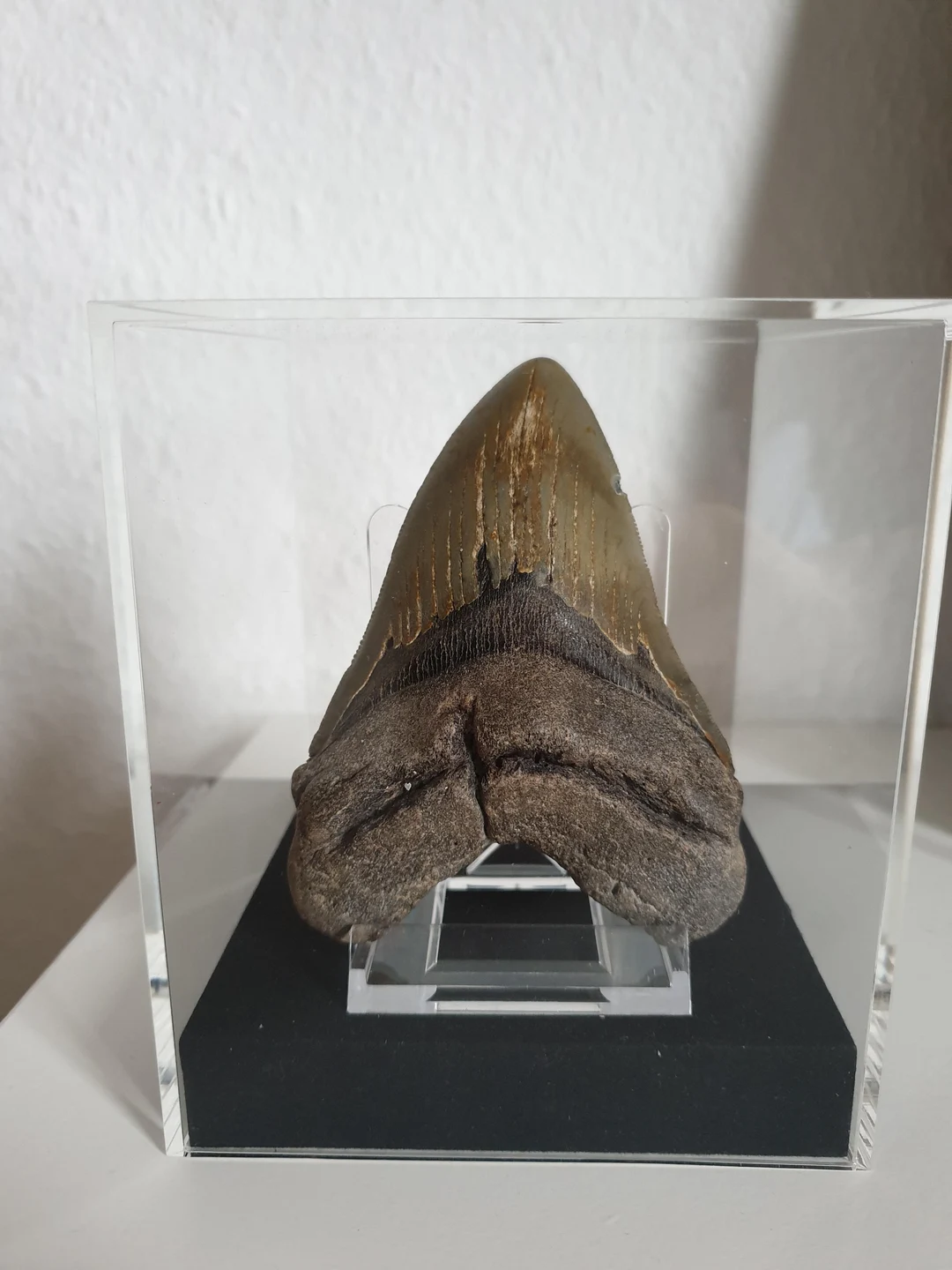 My First Fossil Ever And So My First Meg Tooth So Happy With It