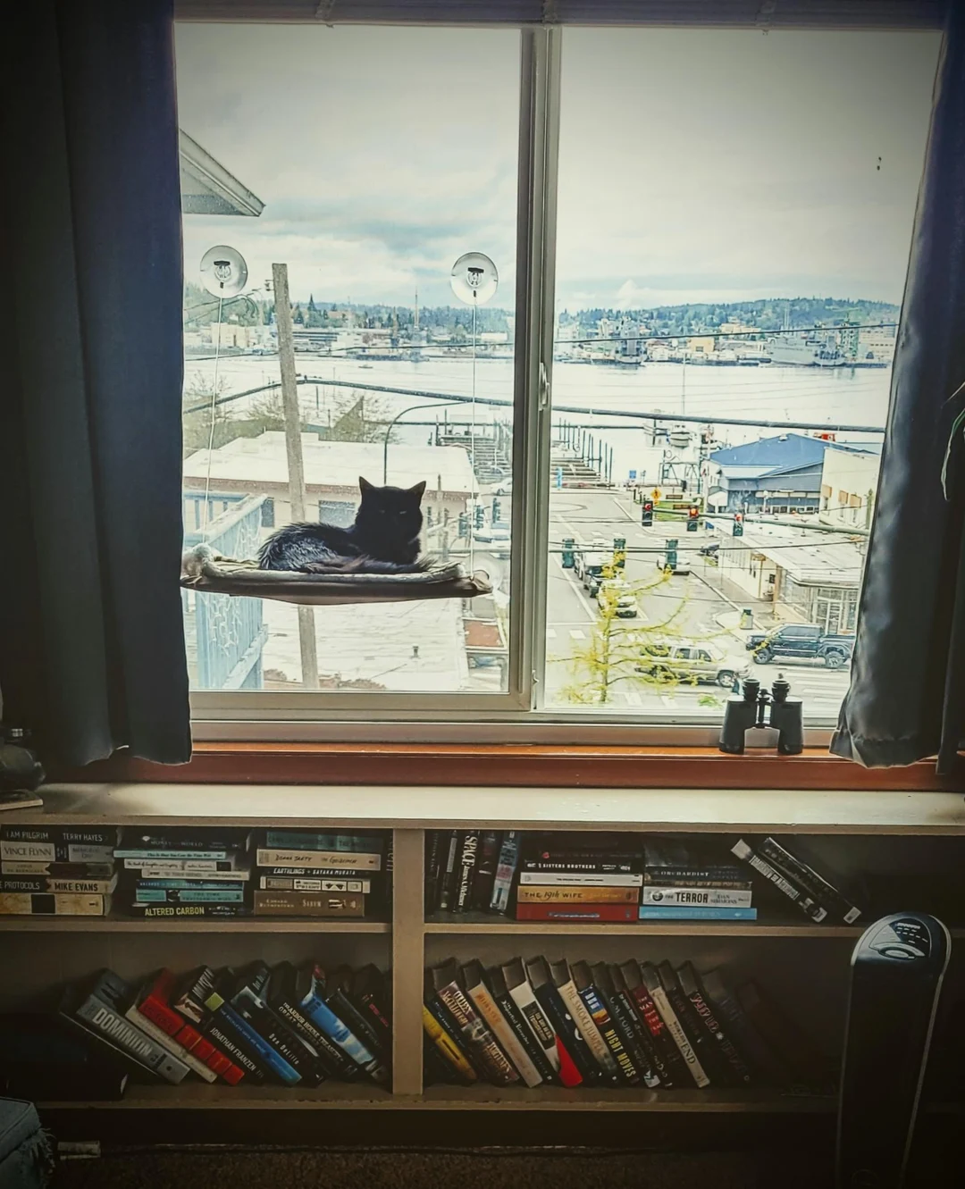 My cat and my books. | Scrolller