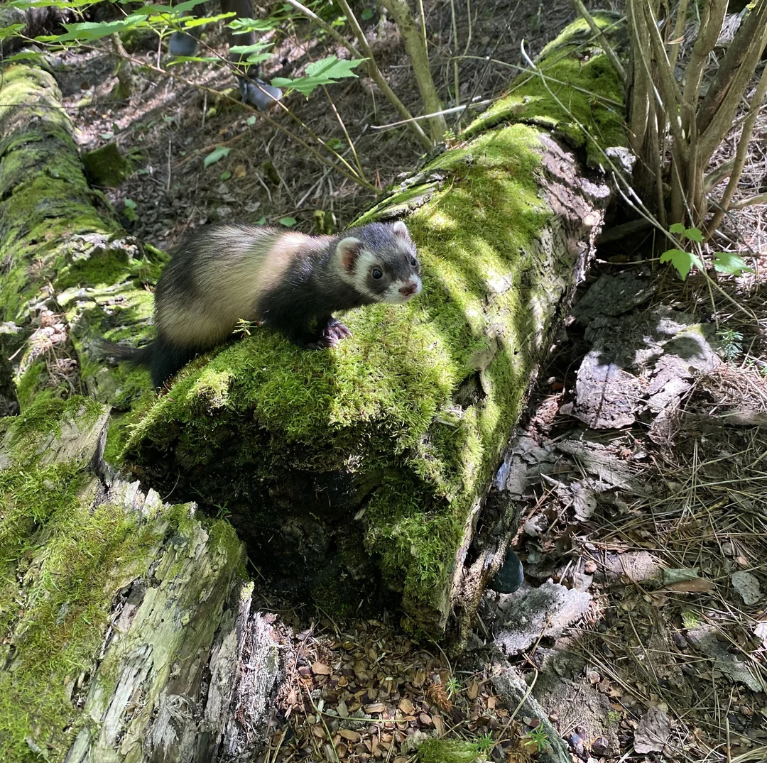 Kasumi the explorer | Scrolller