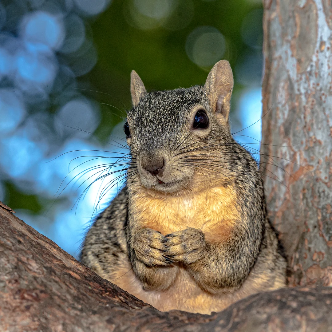 Sweet Mother Squirrel | Scrolller