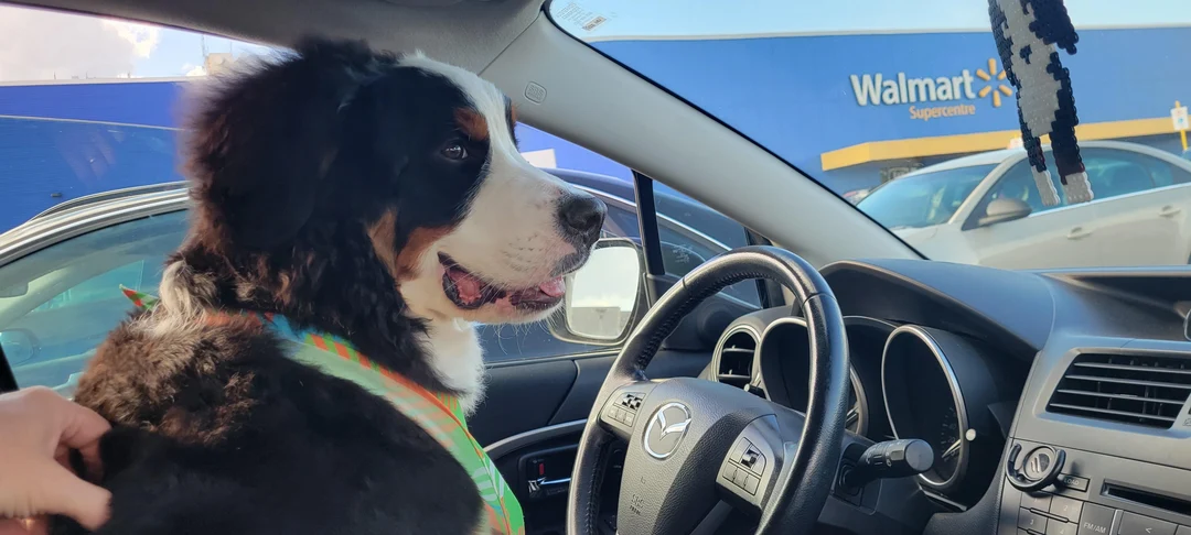 Platinum Uber driver | Scrolller