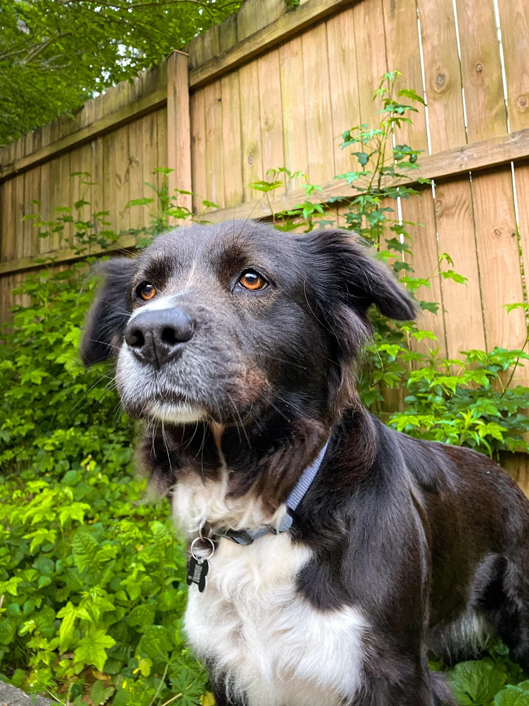 Bella The Border Collie :) | Scrolller