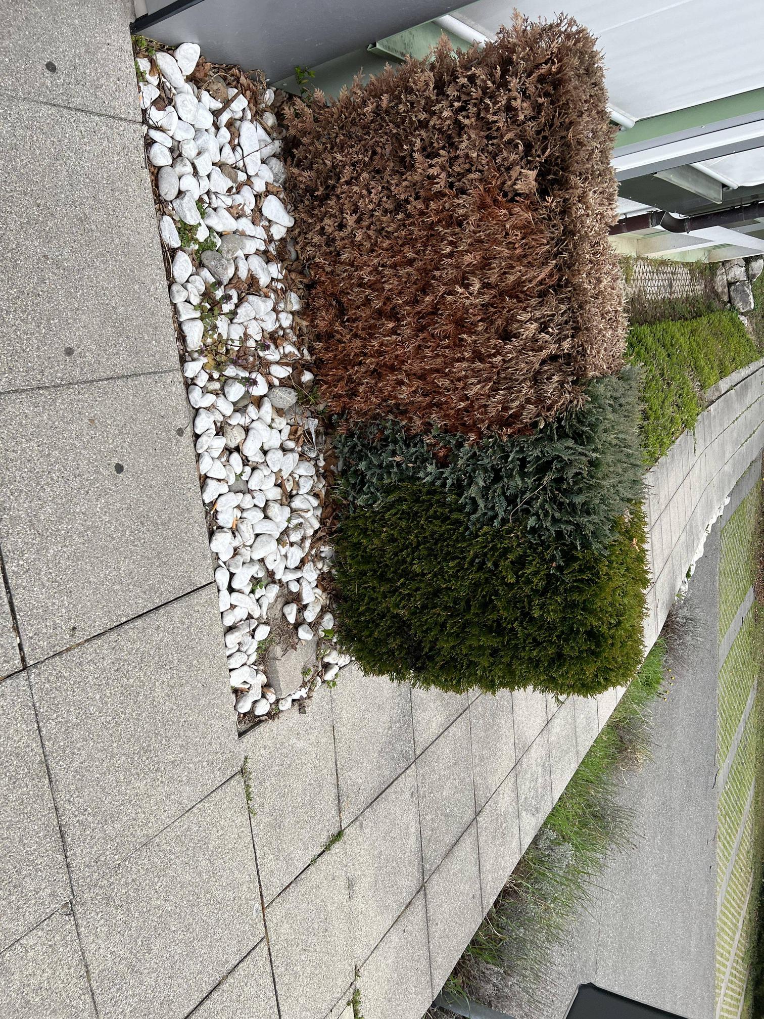 Gradient Bush | Scrolller