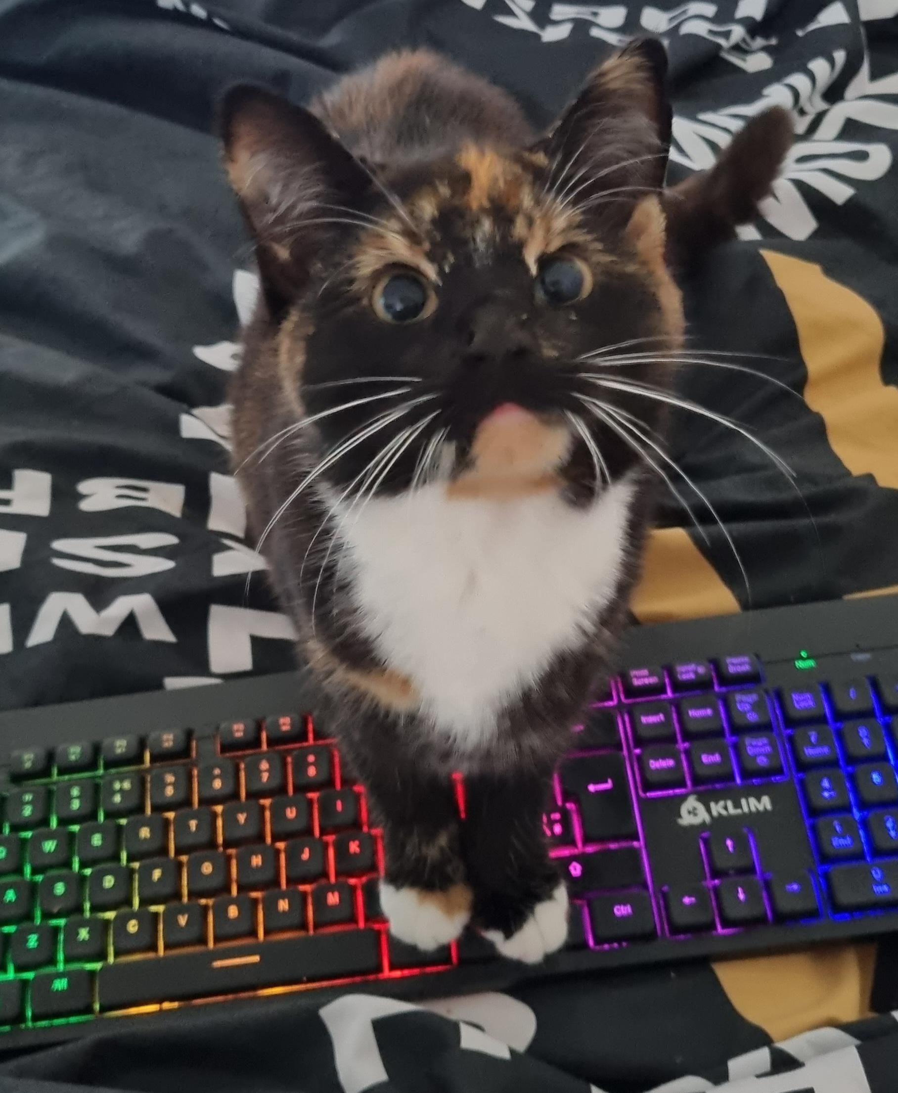 How can I say no to playing fetch with her.. | Scrolller