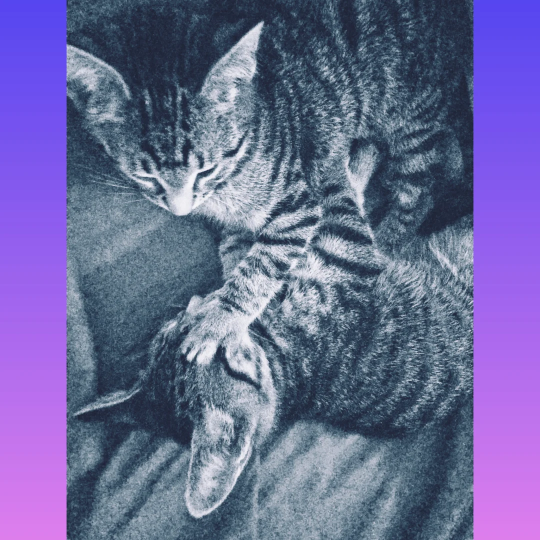 Brotherly Derps | Scrolller