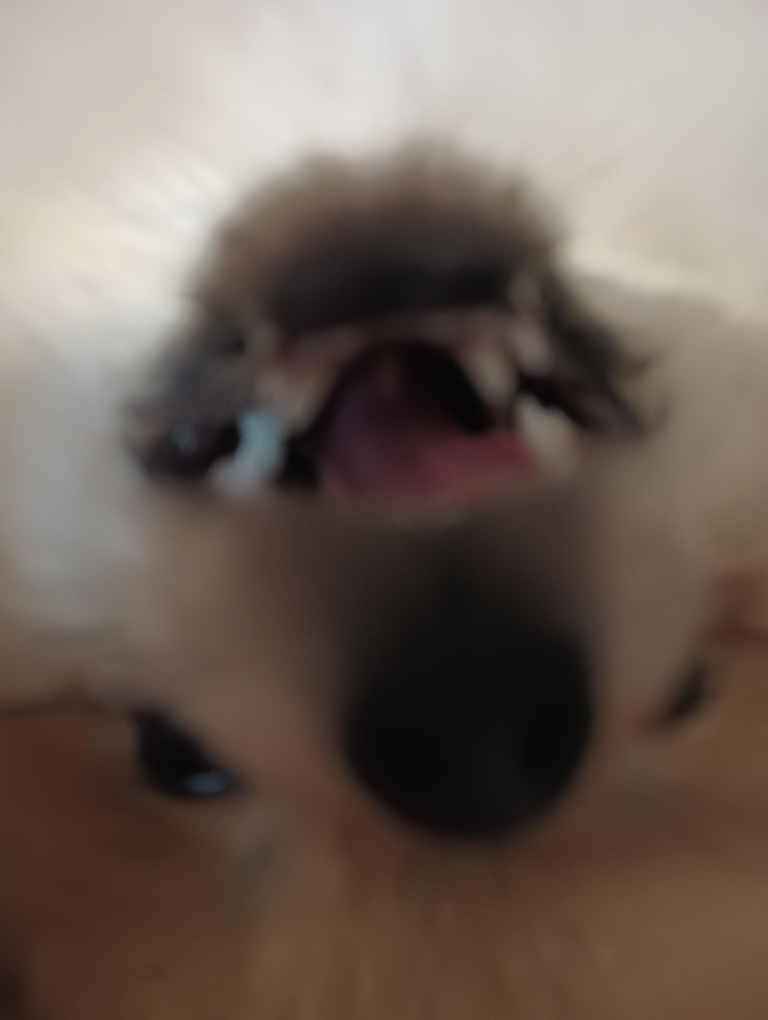 (OC) Hello there! Please boop the snoot | Scrolller