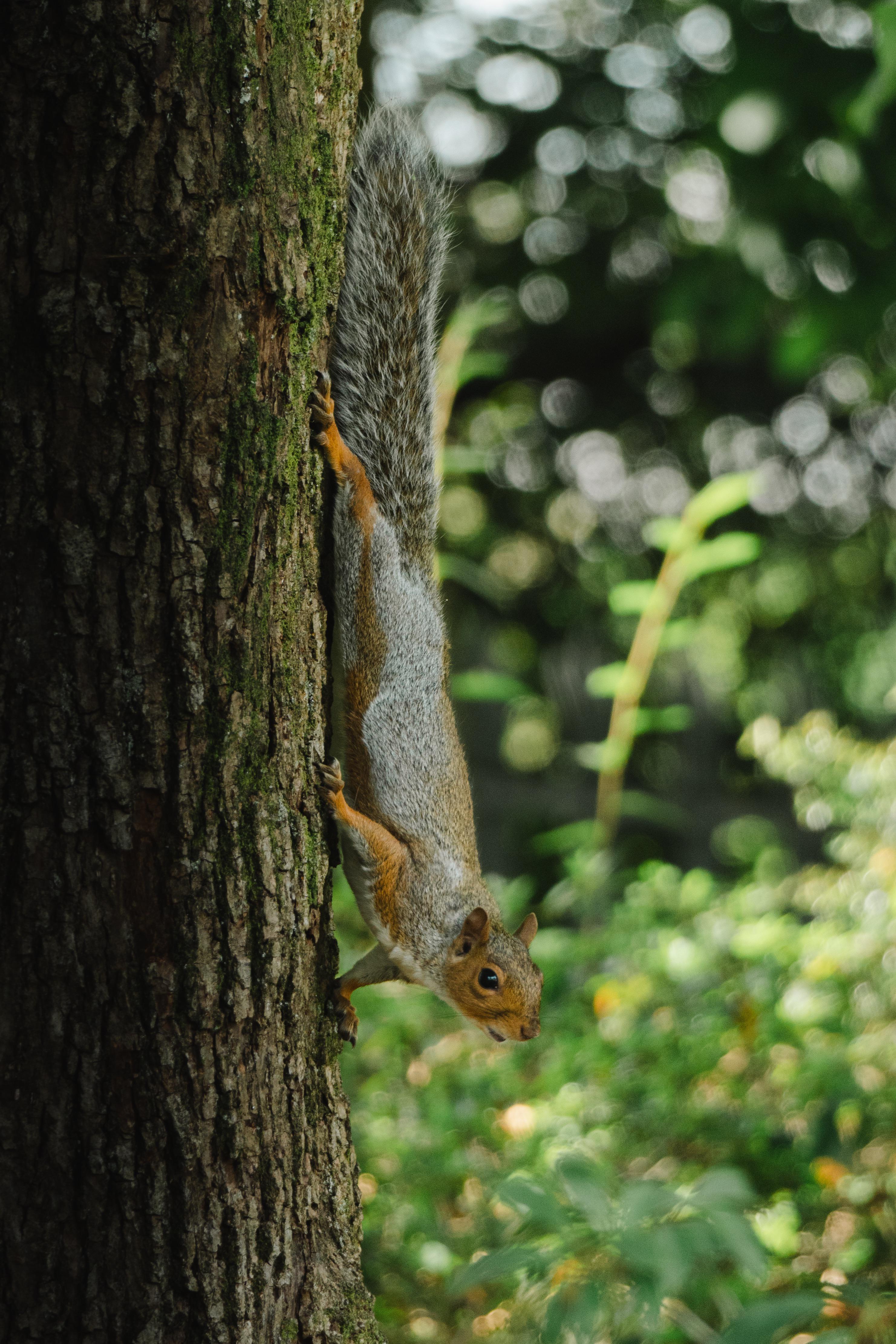 Discover more like Squirrels: Gorgeous Squirrel in Park and Related Content | Scrolller