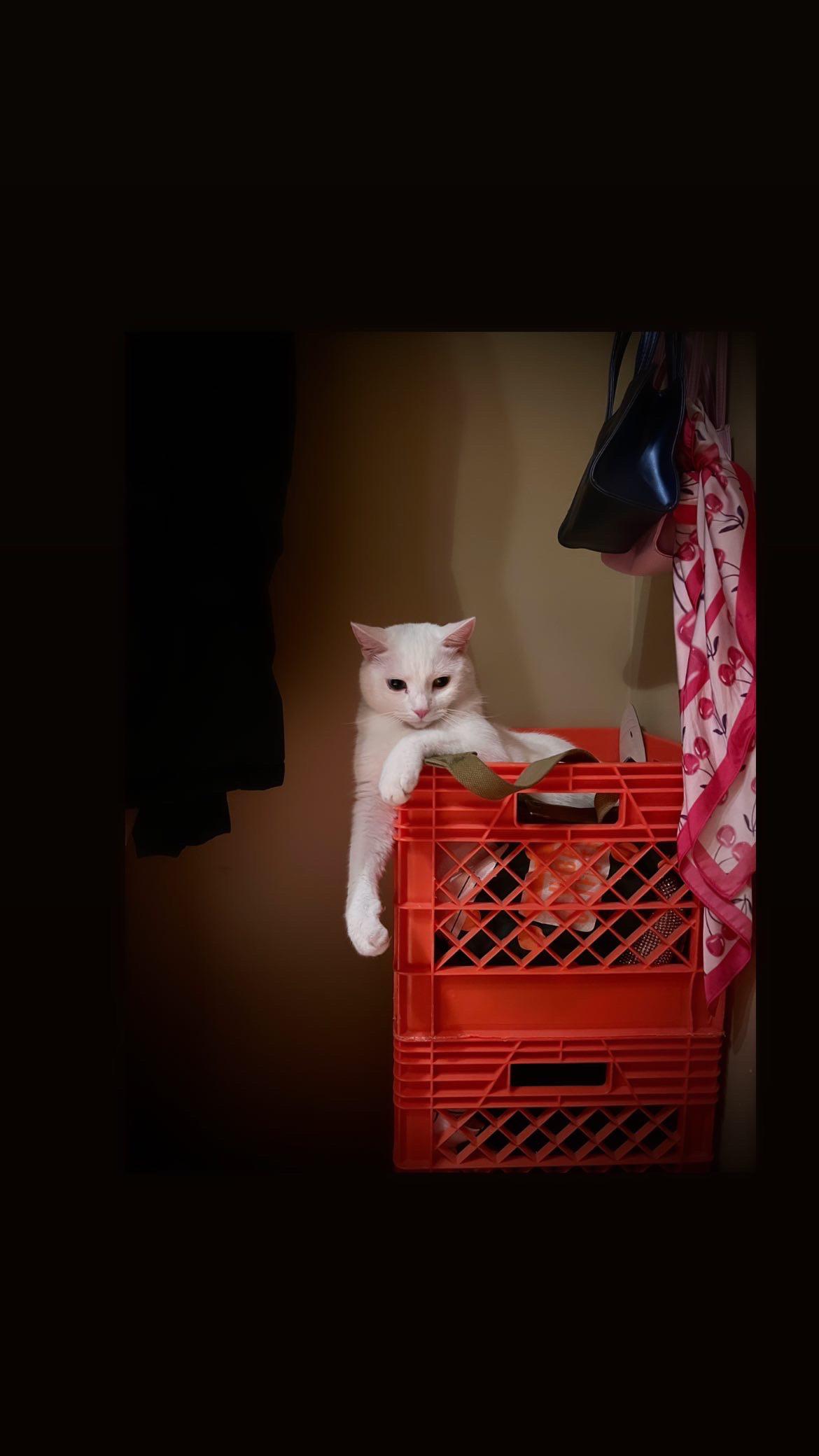 Pale prince | Scrolller