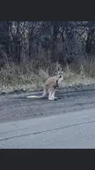 A kangaroo is on the loose in the east GTA. | Scrolller