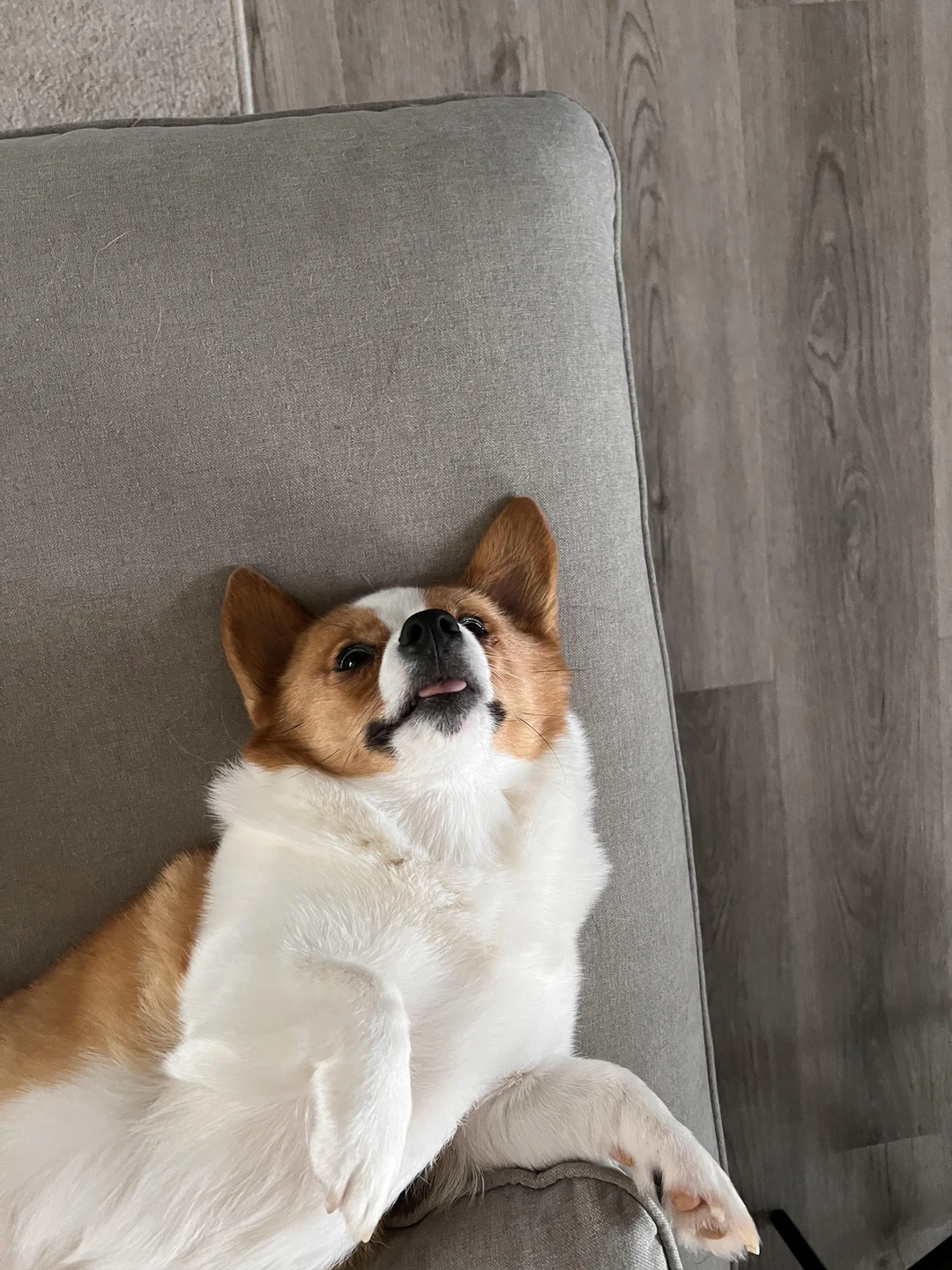 blep [oc] | Scrolller