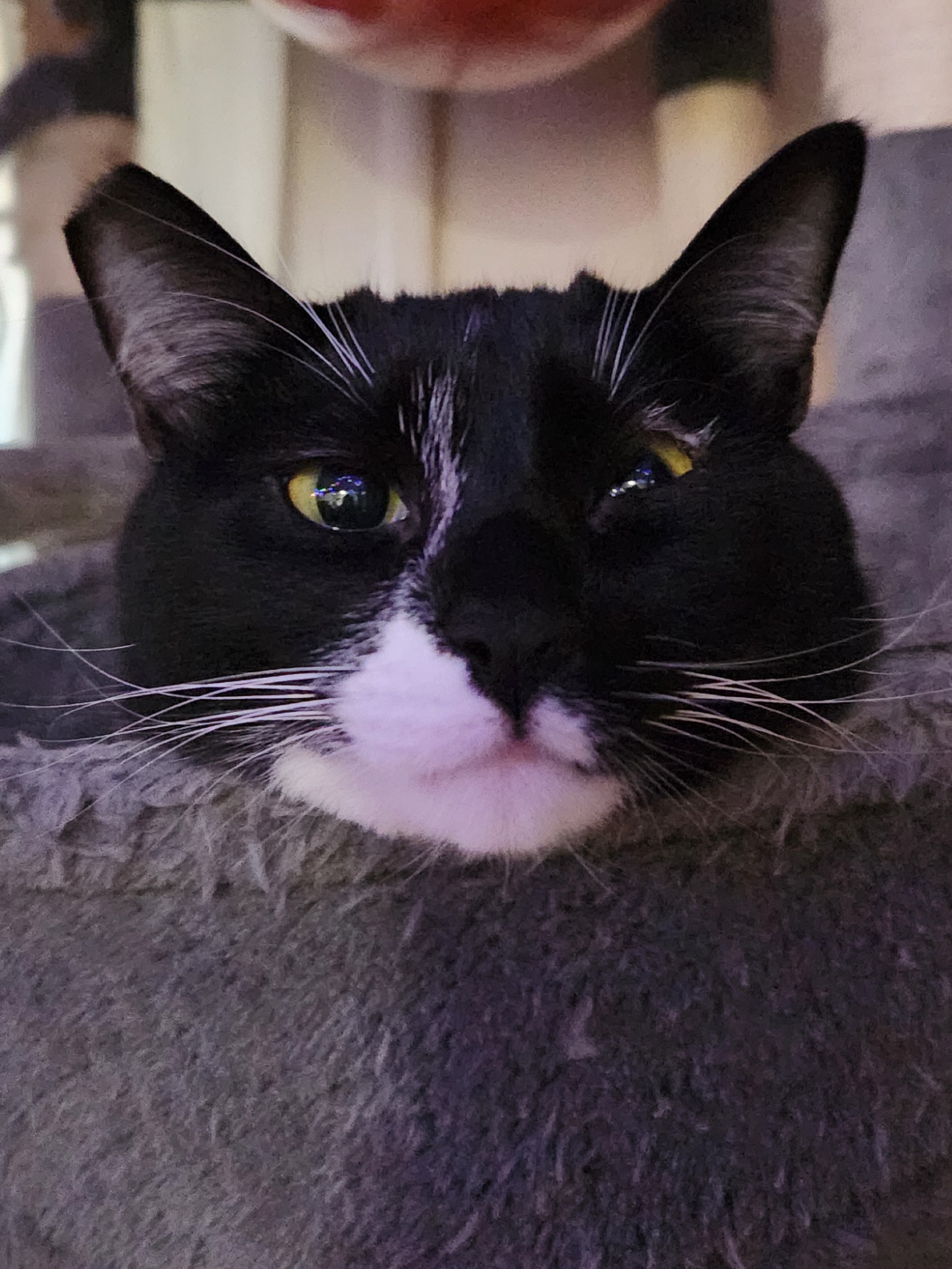 Show me your tuxedos face! | Scrolller