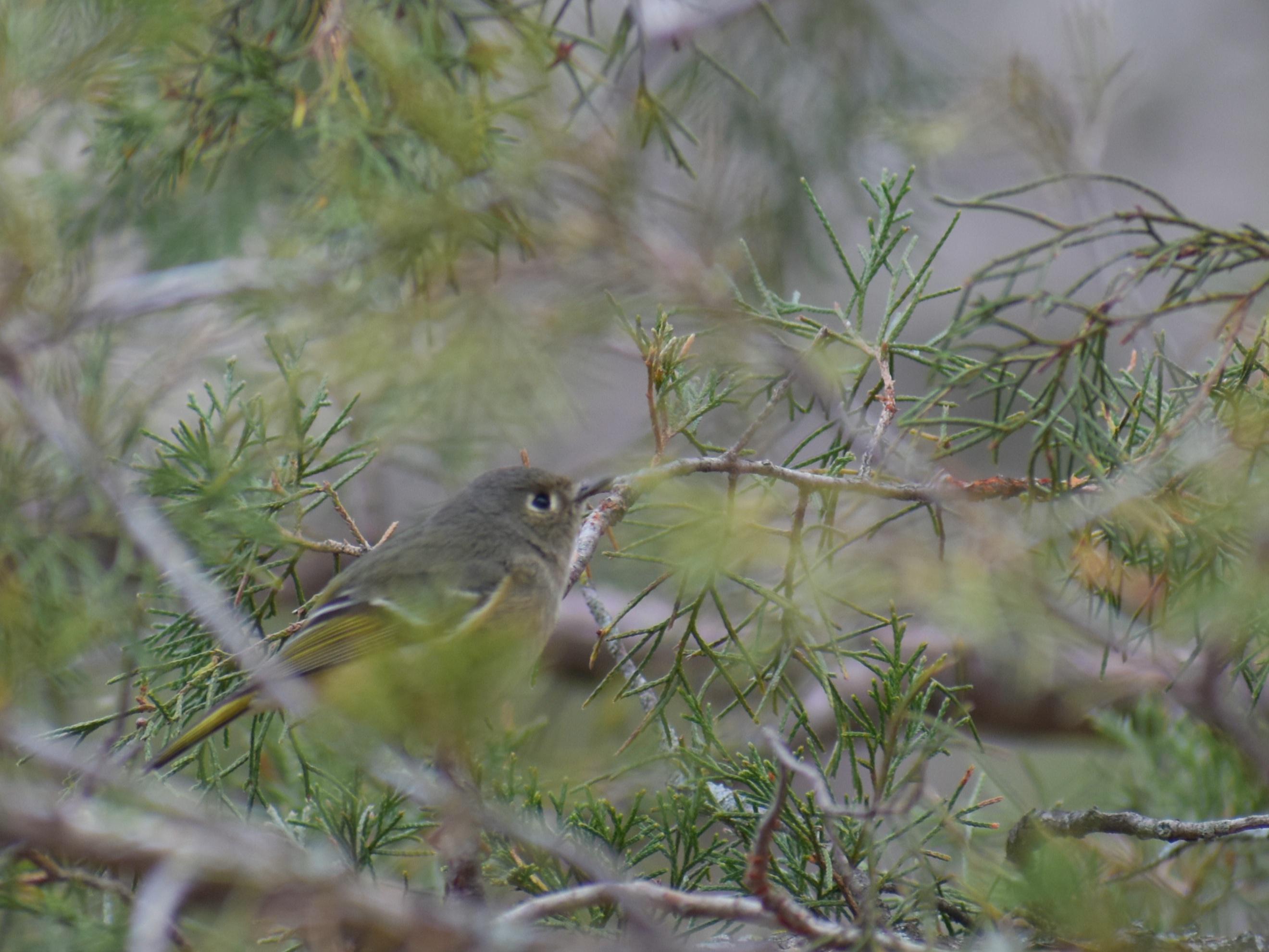 Ruby-crowned Kinglet in a Cedar tree | Scrolller