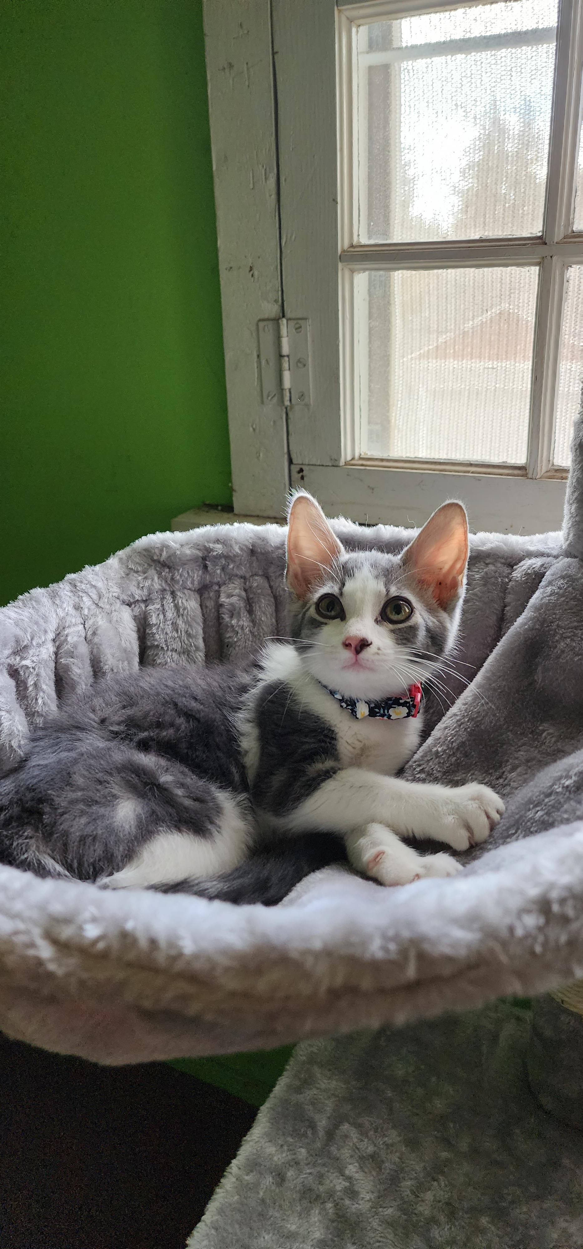 My new kitten Aurora | Scrolller