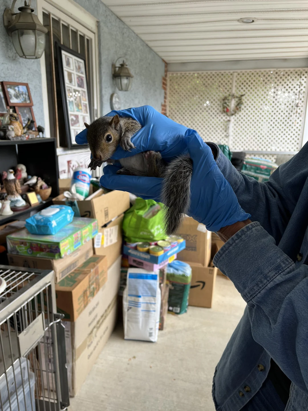 Squirrels in my ceiling | Scrolller