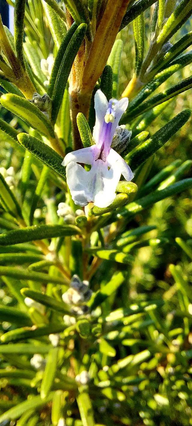 Blooming rosemary | Scrolller