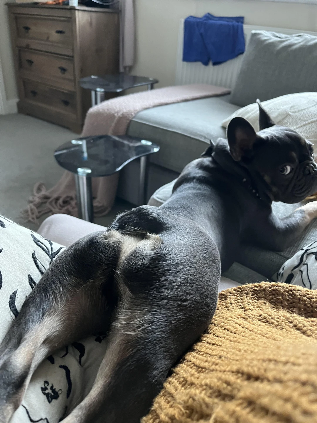 Cute little stink machine | Scrolller