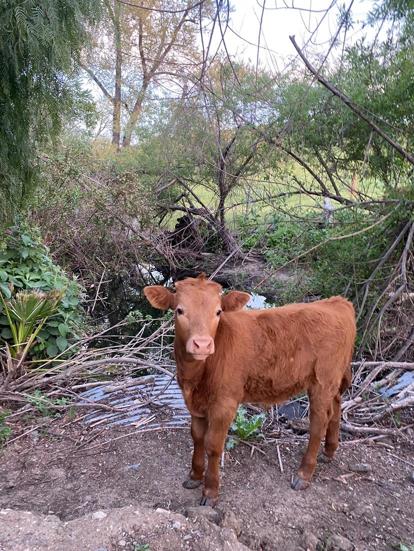 Curious Cow | Scrolller