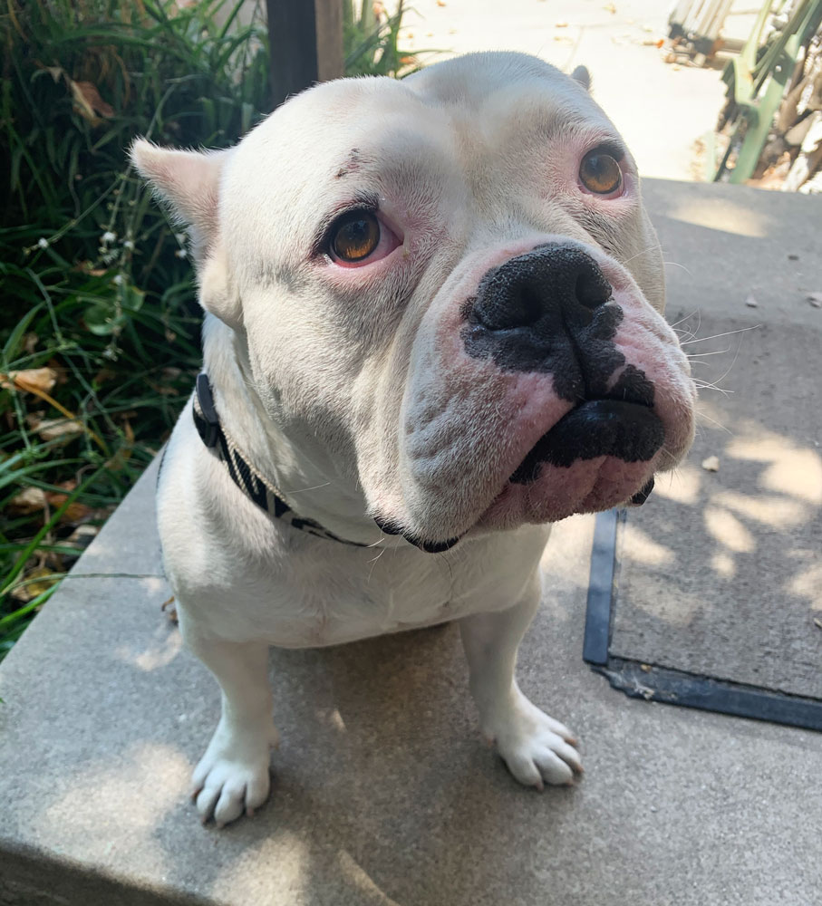 [OC] Happy Gotcha Day Gumbo!!! First photo is on the way home from the shelter, two years ago ...