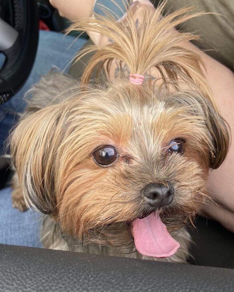 Meet Princess! My girlfriends adorable Yorkie !! | Scrolller