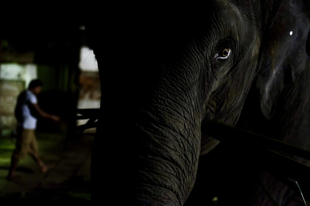 Colombo after dark | Scrolller