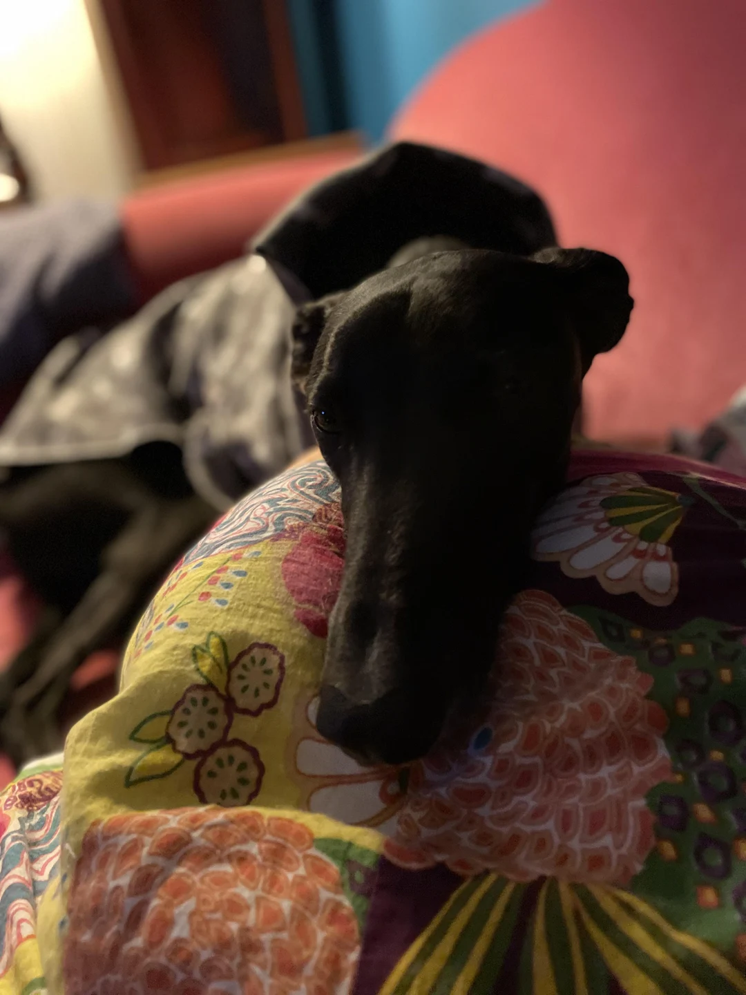 Sofa night for the doge | Scrolller