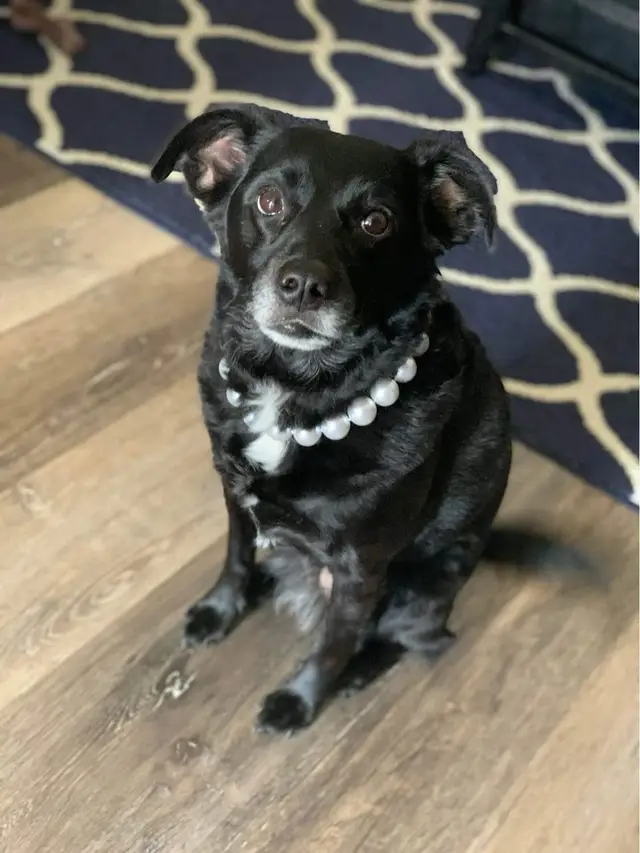 Luna is too classy with her new collar. | Scrolller