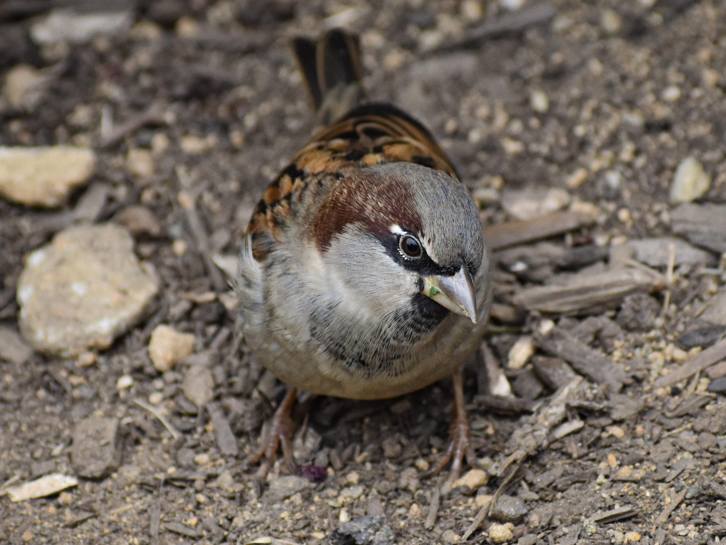Discover more like Birdpics: Curious House Sparrow and Related Content | Scrolller