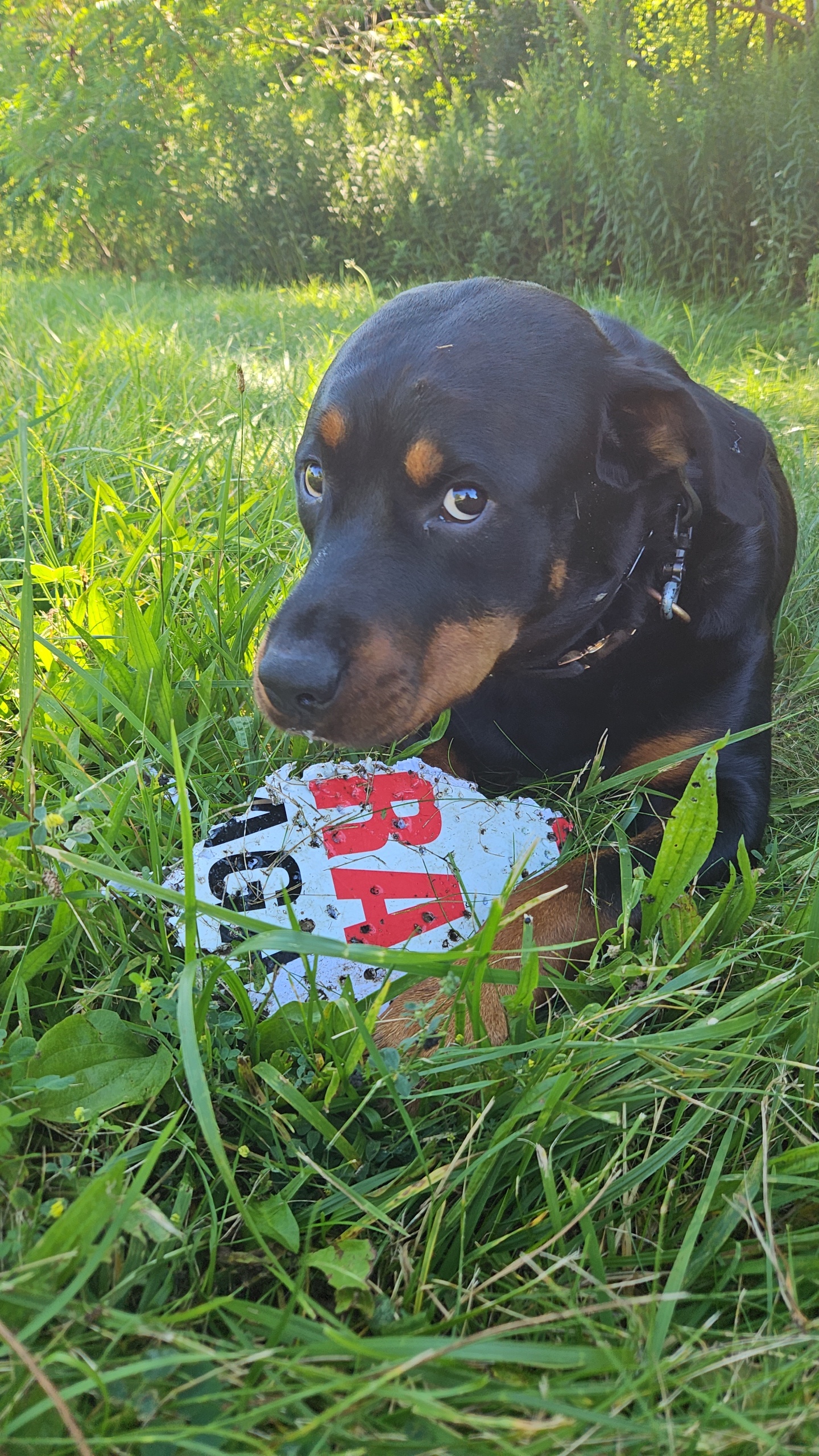 Rex looks guilty | Scrolller