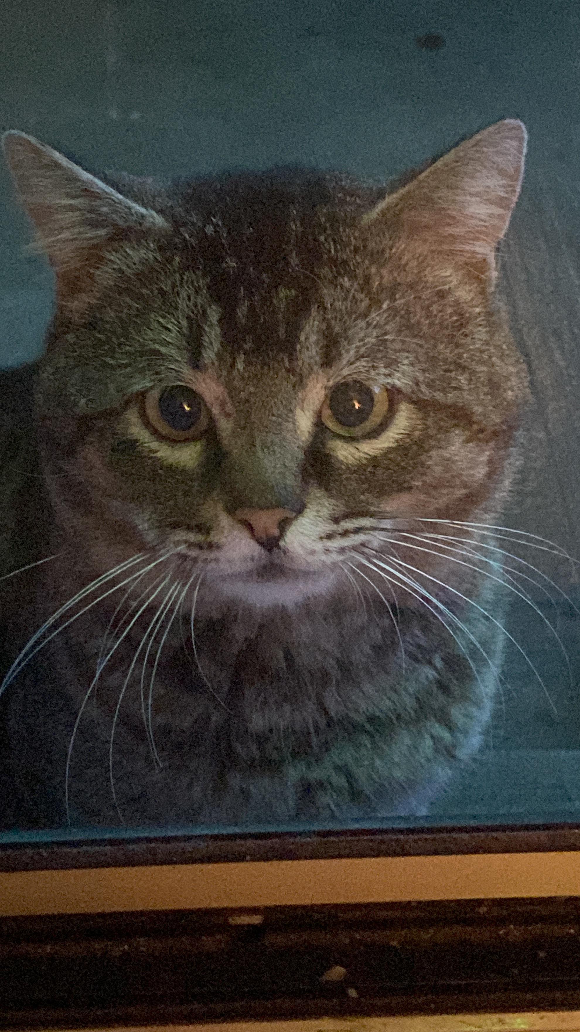 Oreo looks inside | Scrolller