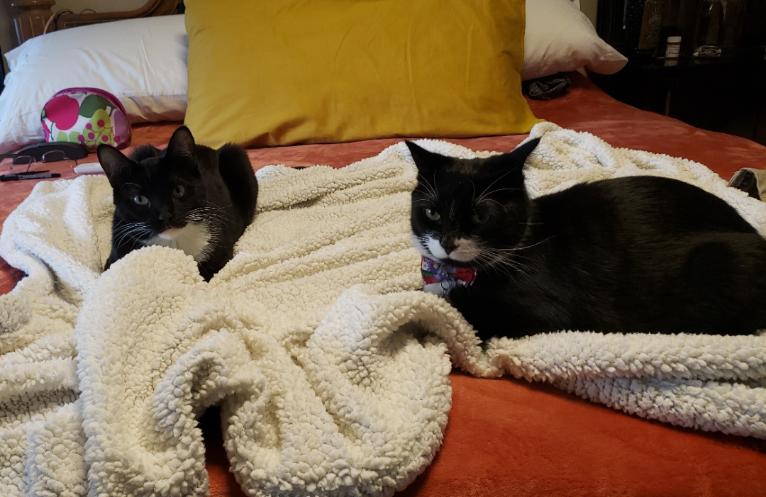 Double feature 🖤🤍🖤🤍 | Scrolller